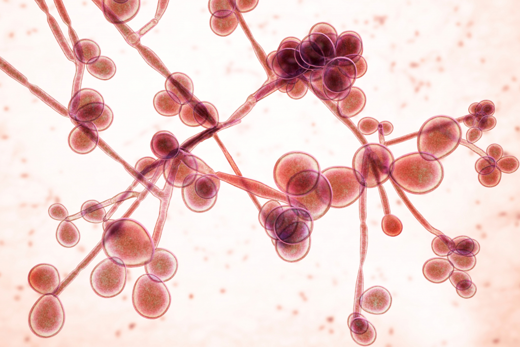 Pathogene Bakterien: für viele Krankheiten verantwortlich